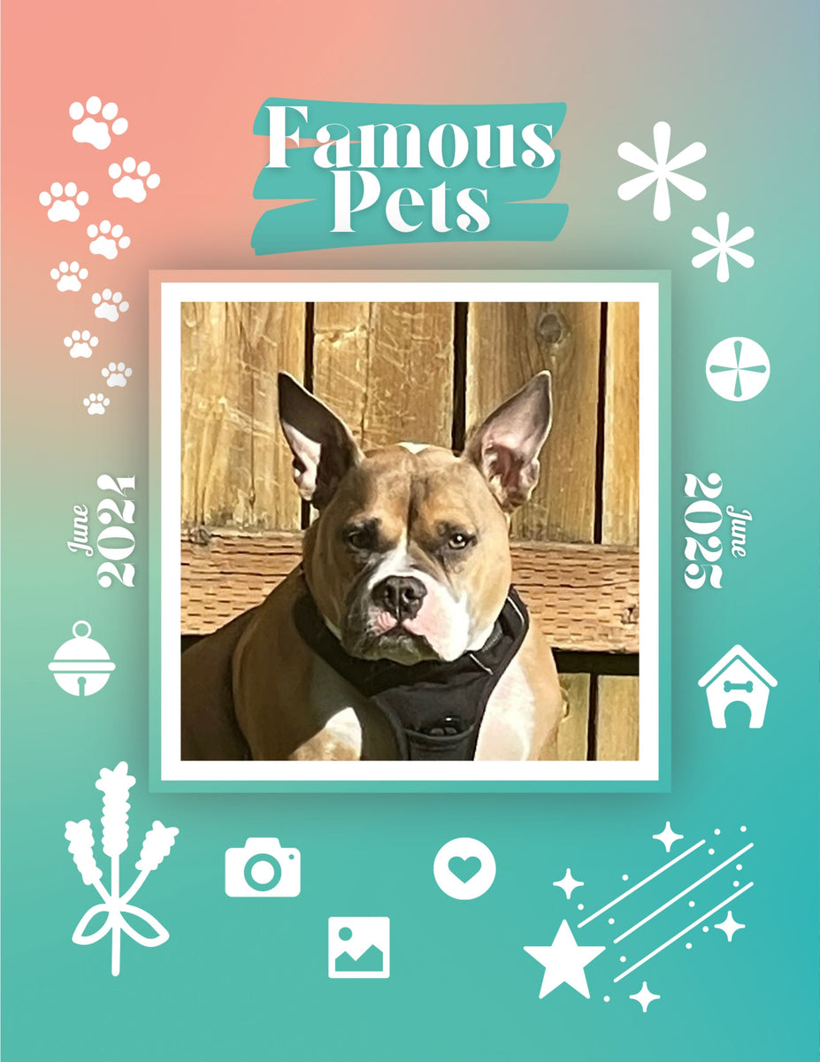 Famous Pets: June 2024-June 2025 Wall Calendar (Pre-Order) – Praise My Pet!